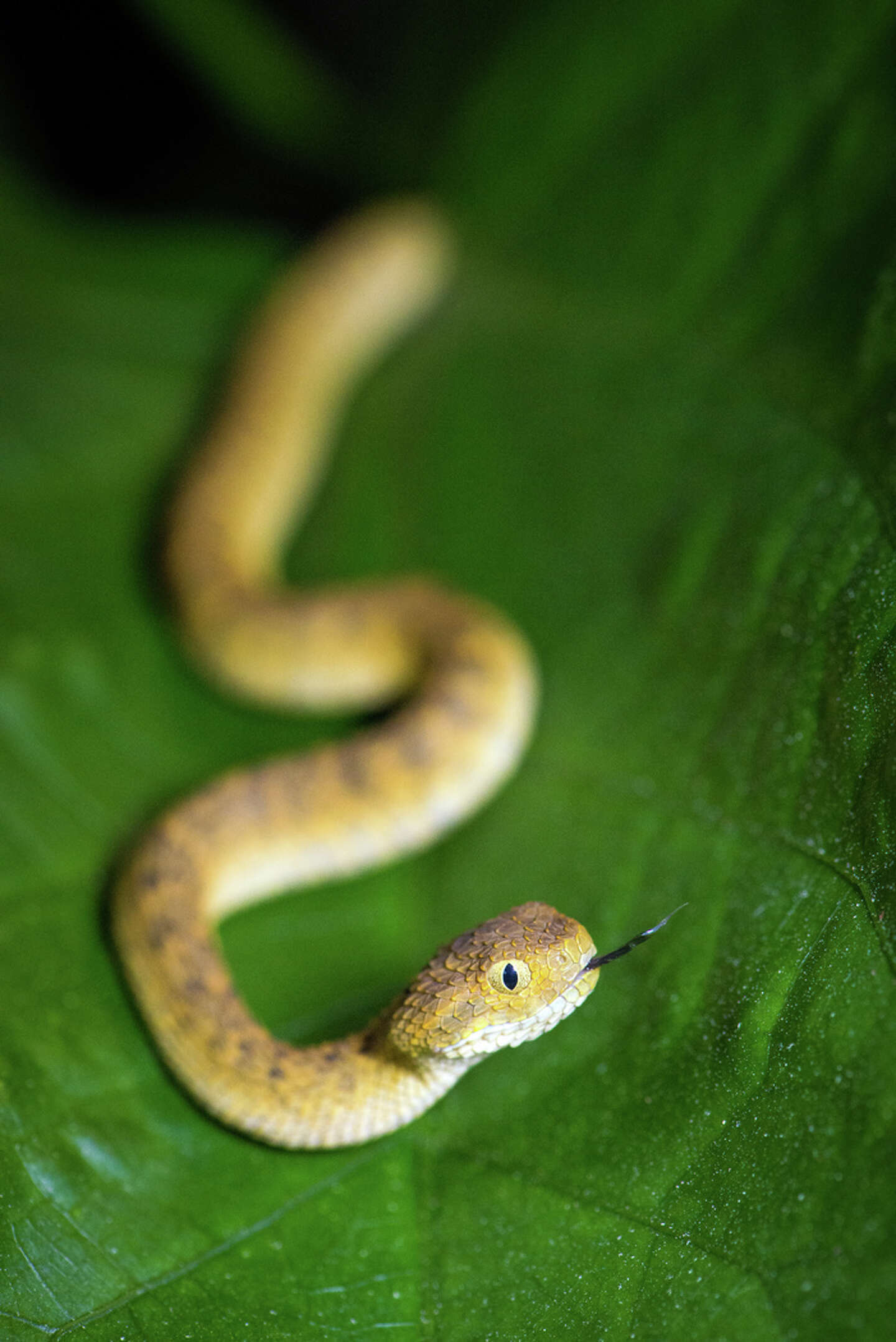 Houston Zoo releases photos of tiny green bush vipers recently born on site