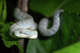 Houston Zoo releases photos of tiny green bush vipers recently born on site