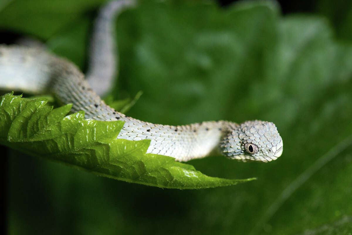 Houston Zoo releases photos of tiny green bush vipers recently born on site