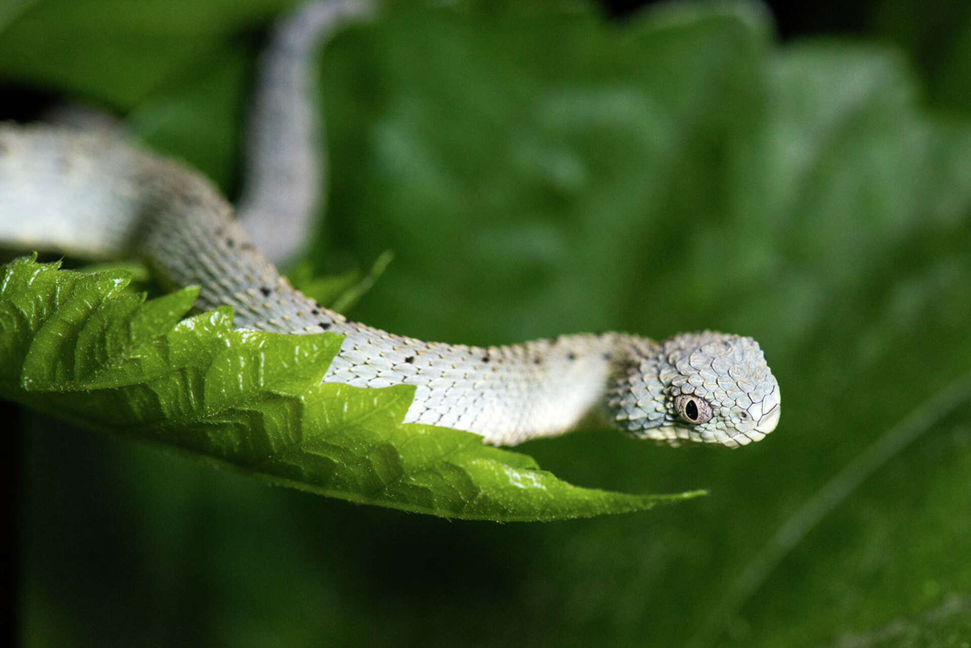 Houston Zoo releases photos of tiny green bush vipers recently born on site