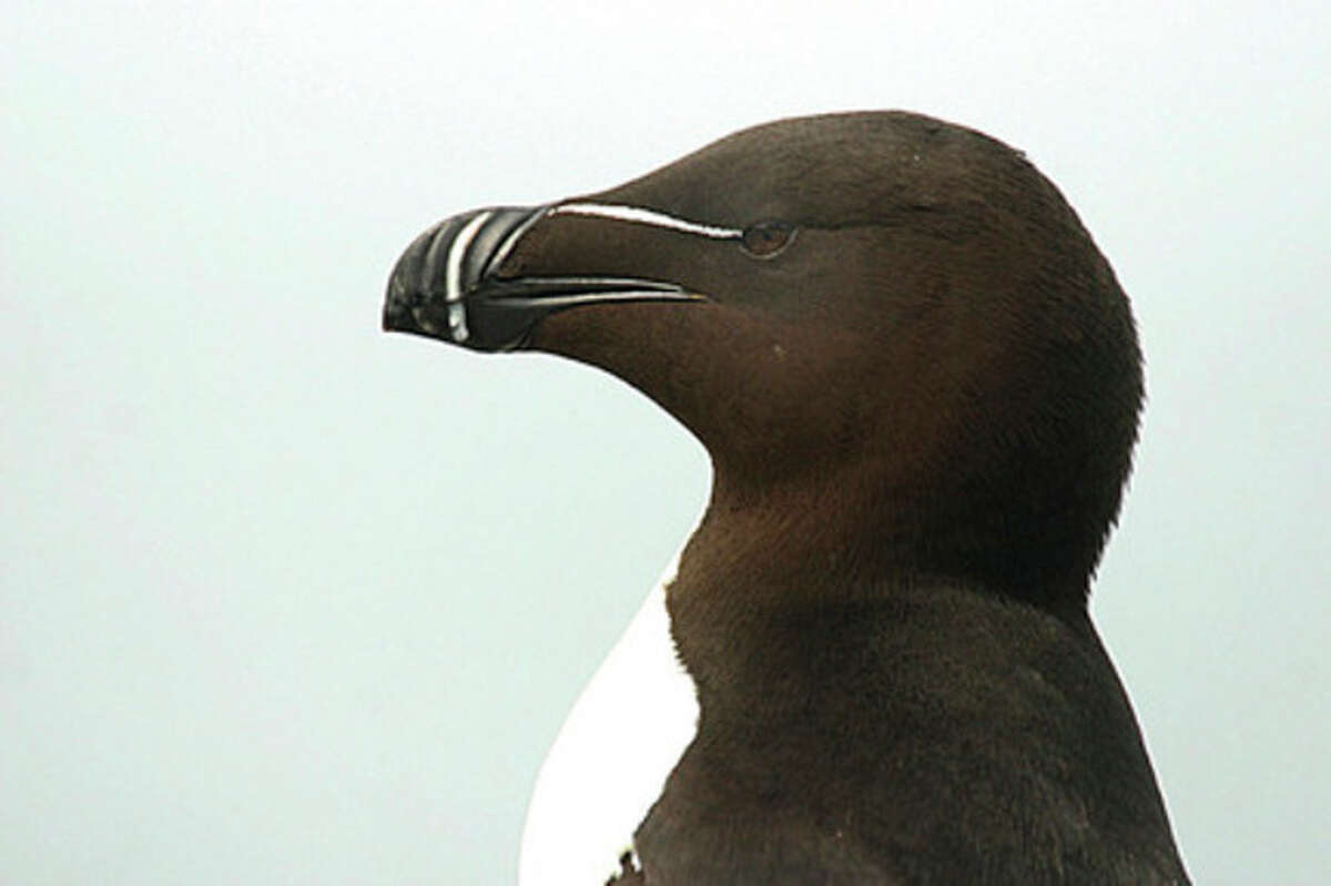 Razorbill Map Where They Live