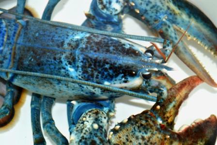 Lobster shell disease creeping northward to Maine