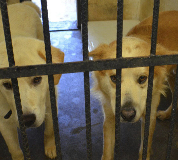 Student makes saving dogs her mission