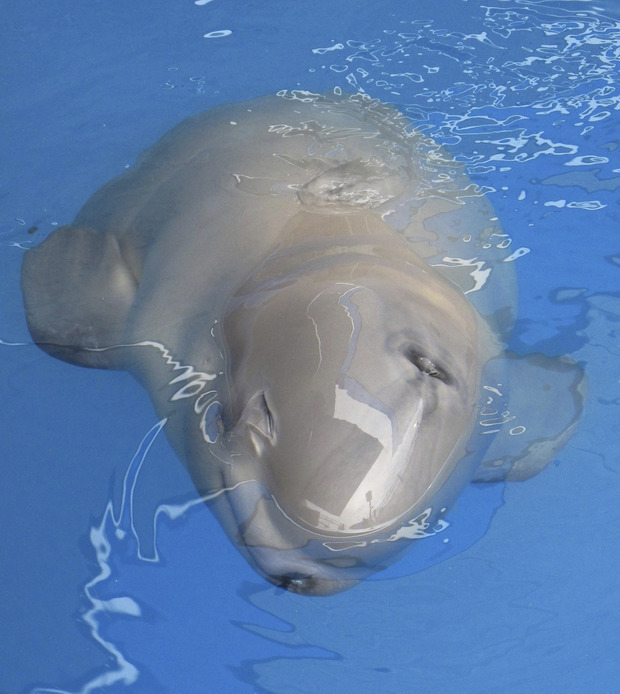 Stranded baby beluga dies in Alaska