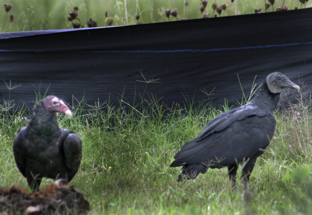 Officers probe shooting of black vulture
