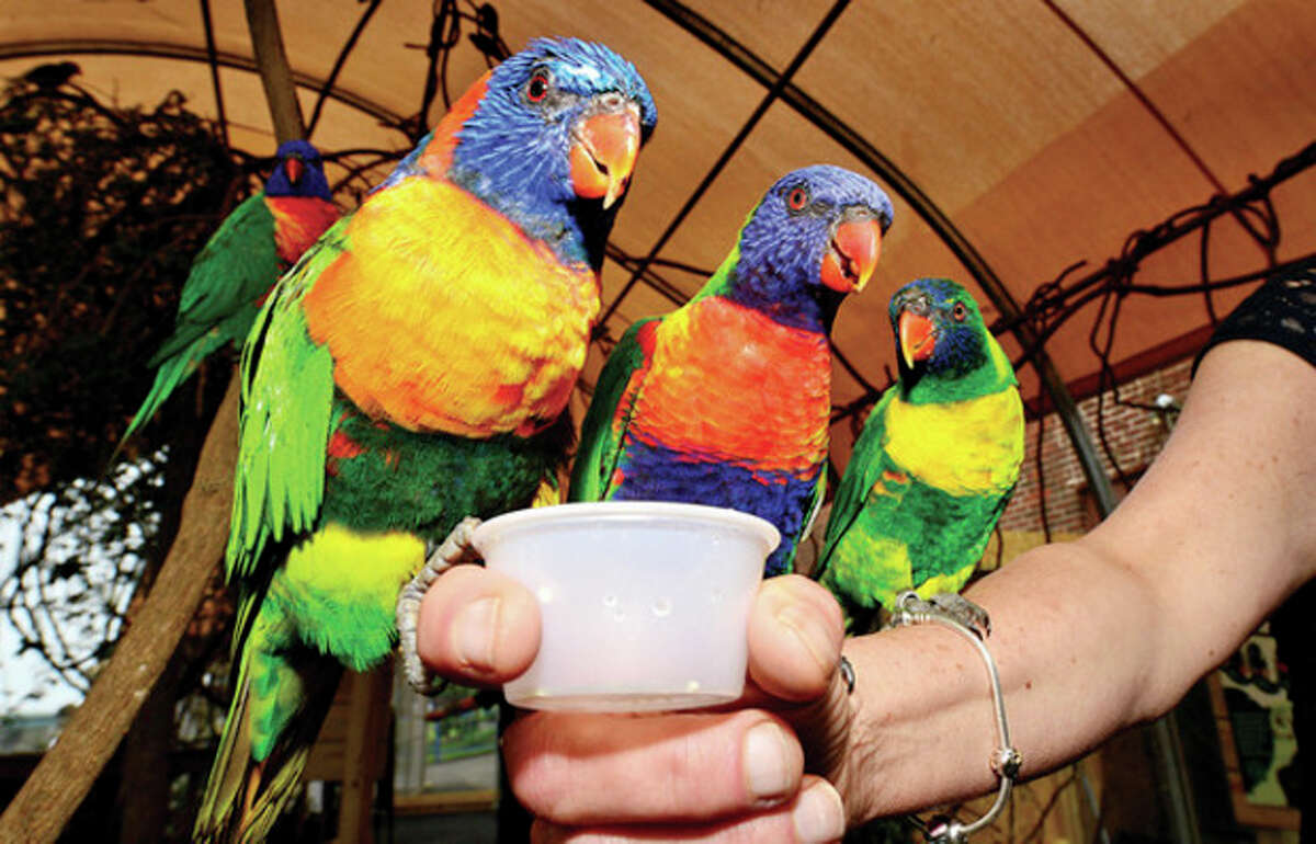 Maritime Aquarium's interactive Lorikeet exhibit allows visitors to get ...