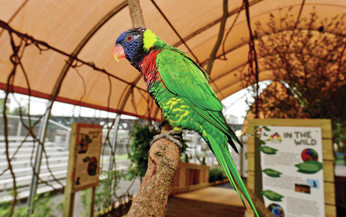 Maritime Aquarium's interactive Lorikeet exhibit allows visitors to get ...