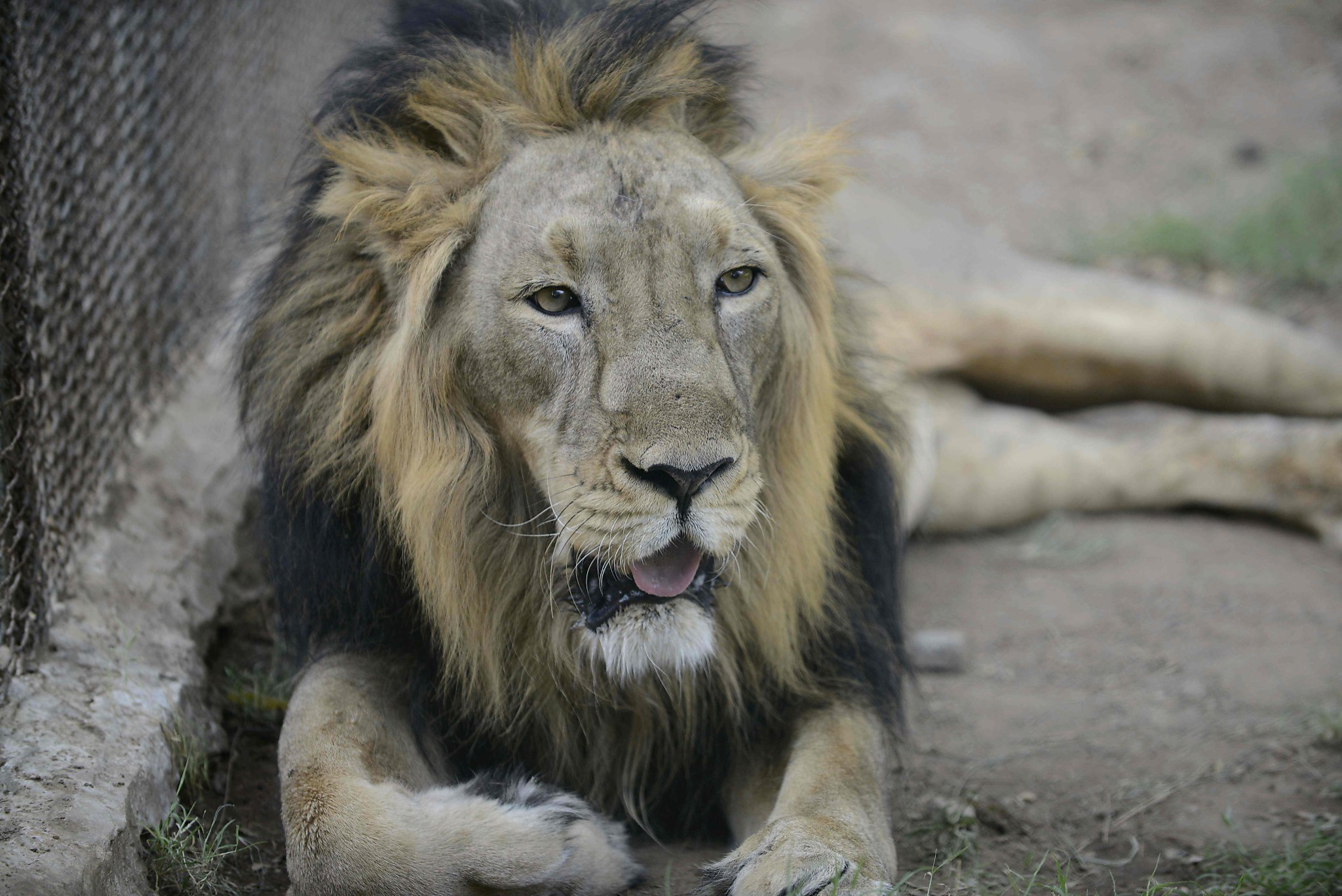 India sentences man-eating lion to life — in the zoo