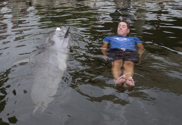 Study: Dolphins can problem solve like humans