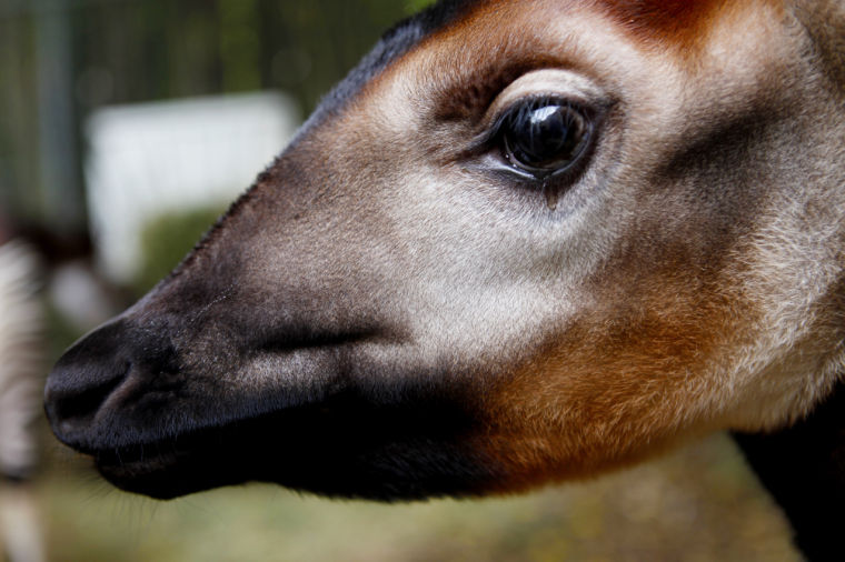 Dalla Zoo Okapi