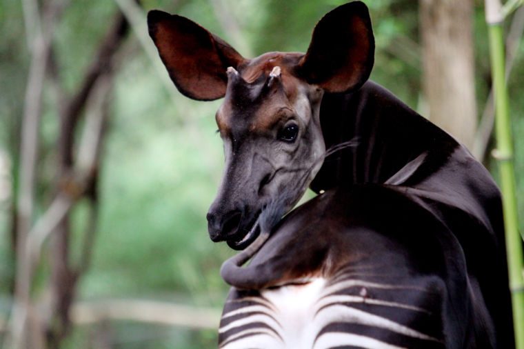 Dalla Zoo Okapi