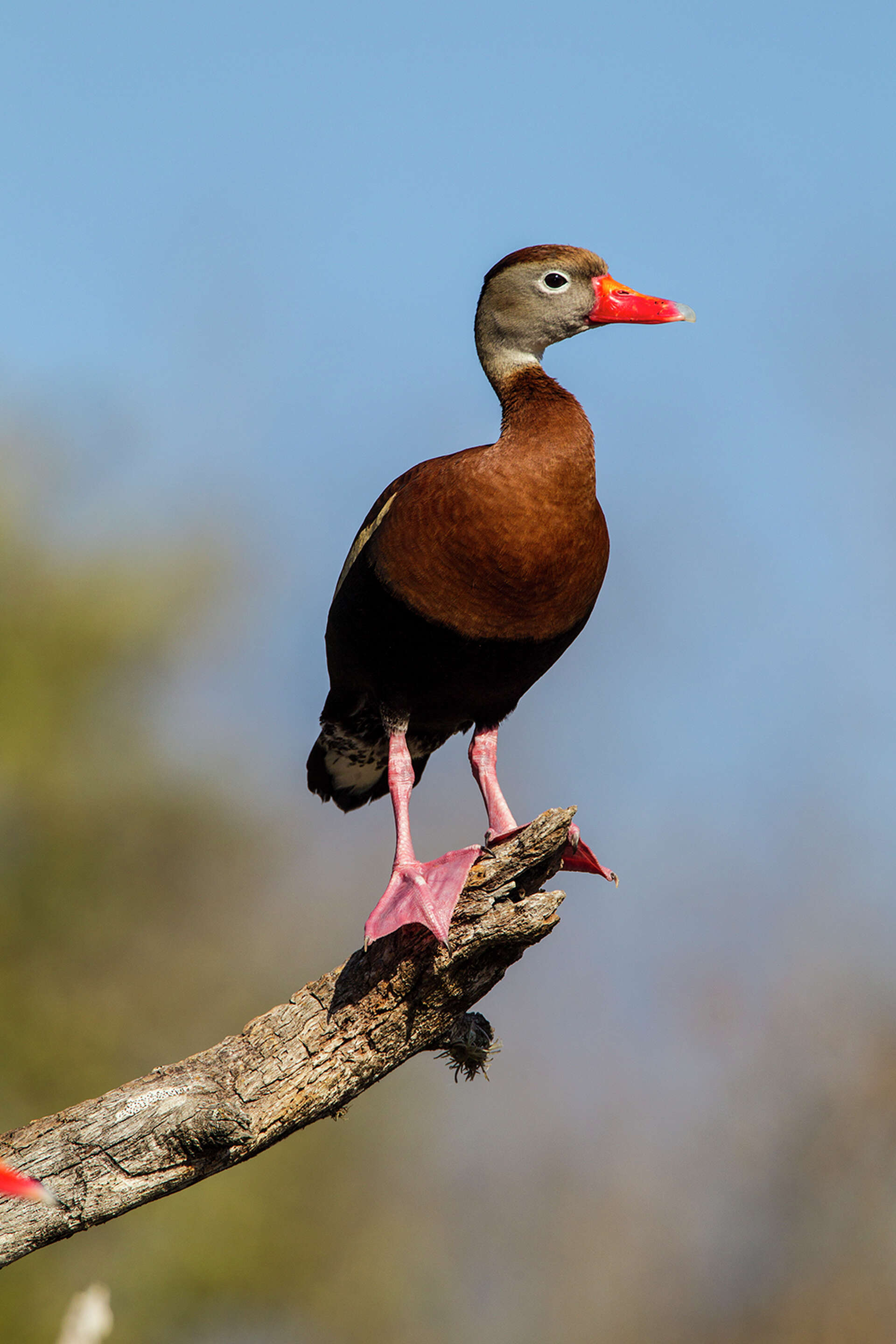 Whistling ducks are attracting attention