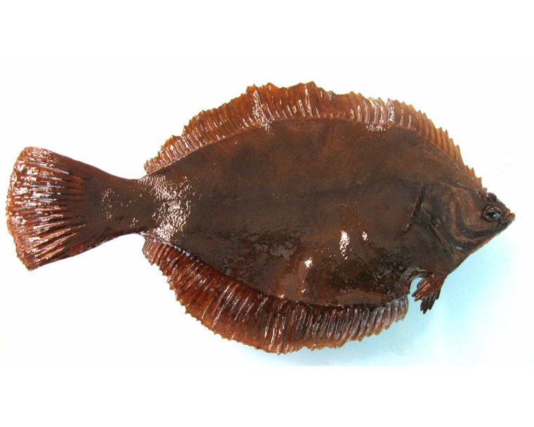 Once resurgent, winter flounder disappear in Norwalk Harbor