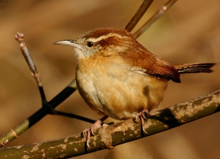 Counting, for the birds' sake