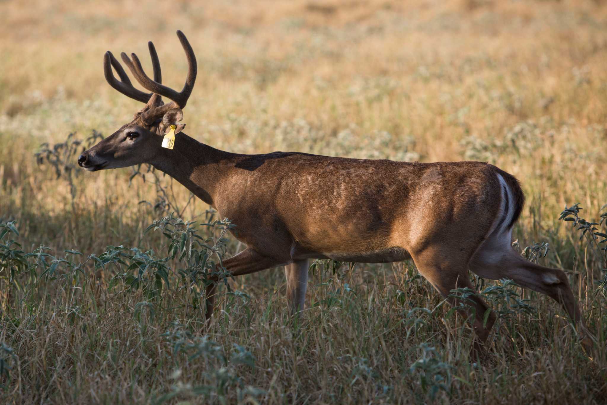 TPWD merits support in fight against chronic wasting disease