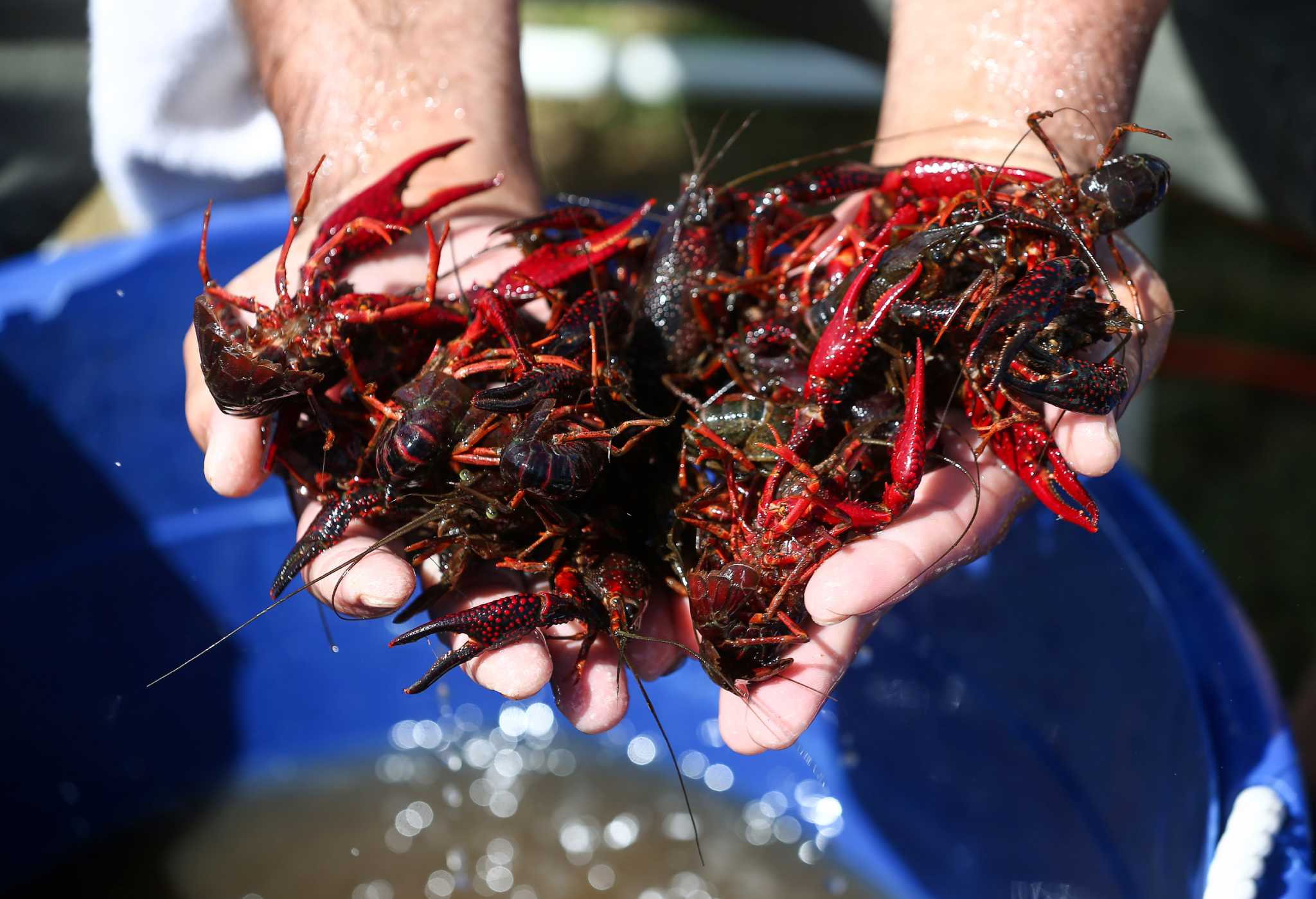 Invasive species of yummy crawfish have invaded northwestern Minnesota