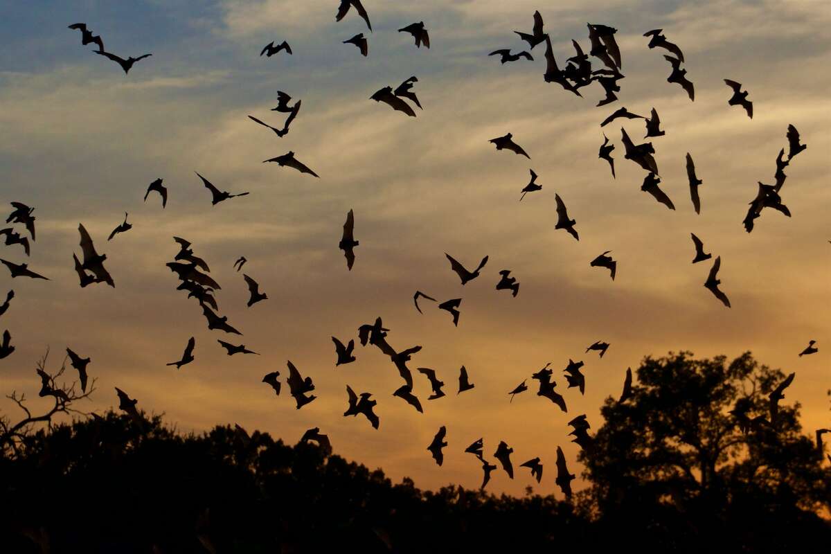 Mother bats take flight with newborns for the first time at Bracken Cave