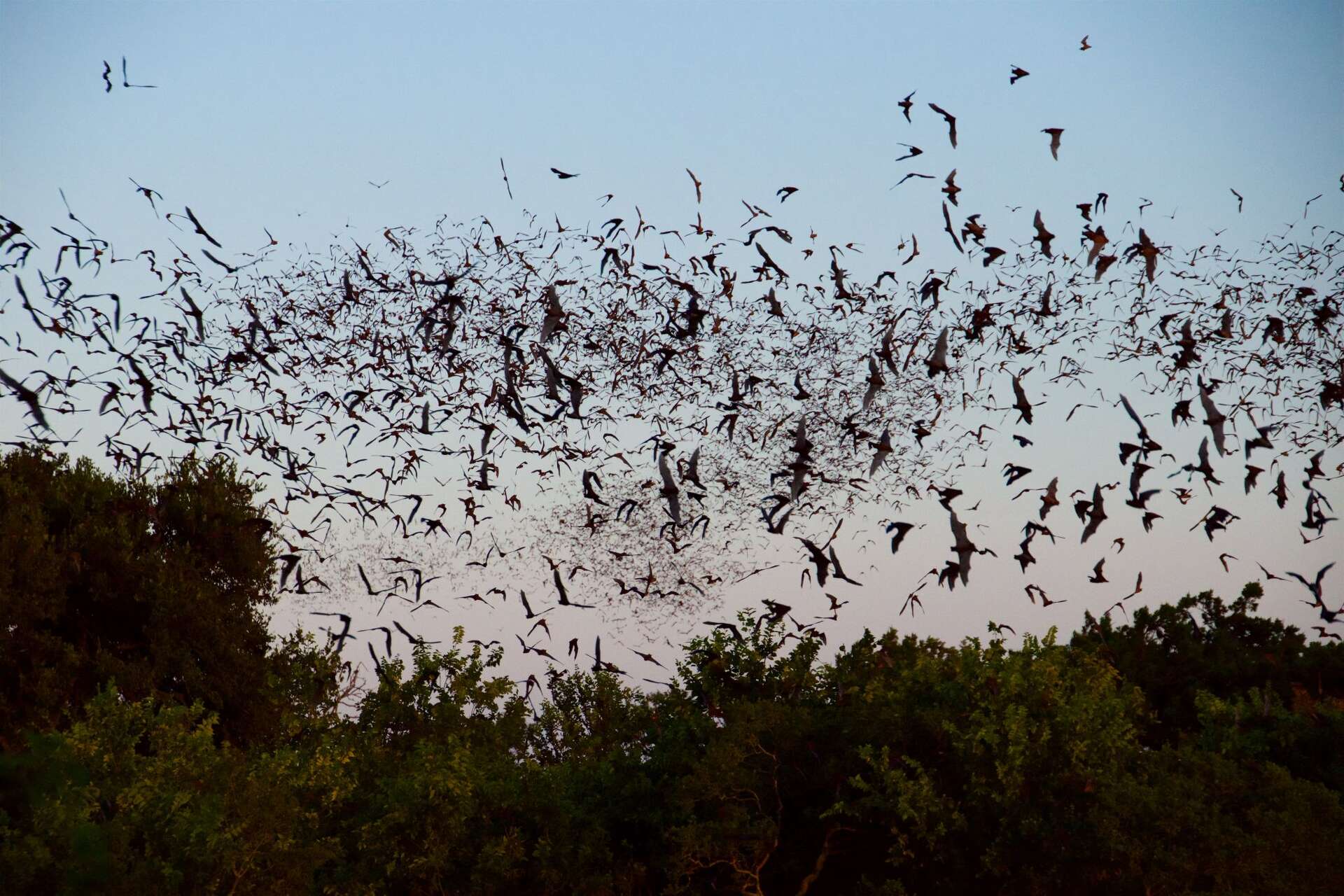 Mother bats take flight with newborns for the first time at Bracken Cave