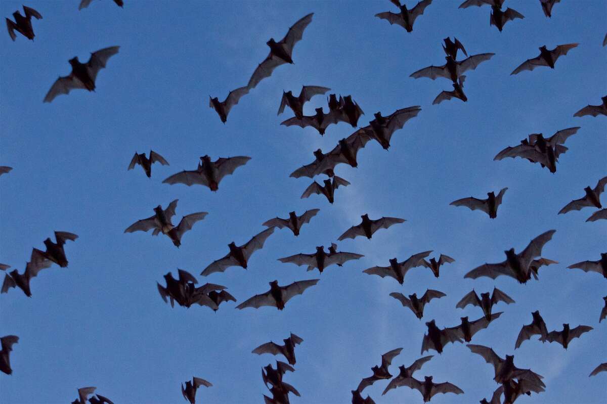 Mother bats take flight with newborns for the first time at Bracken Cave