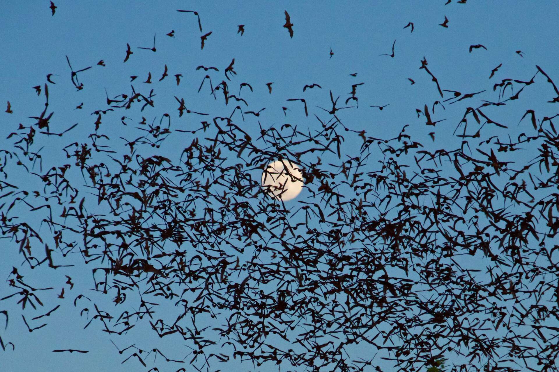 Mother bats take flight with newborns for the first time at Bracken Cave