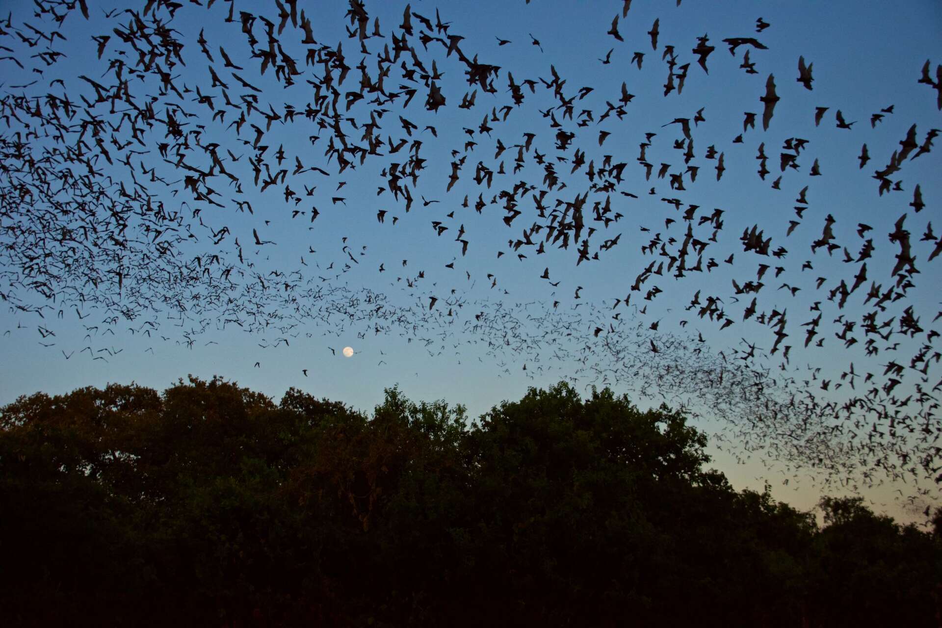 Mother bats take flight with newborns for the first time at Bracken Cave