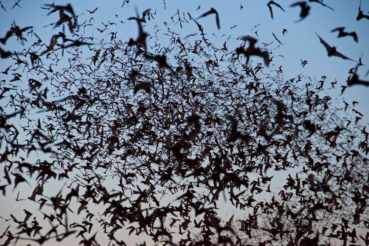 Mother bats take flight with newborns for the first time at Bracken Cave