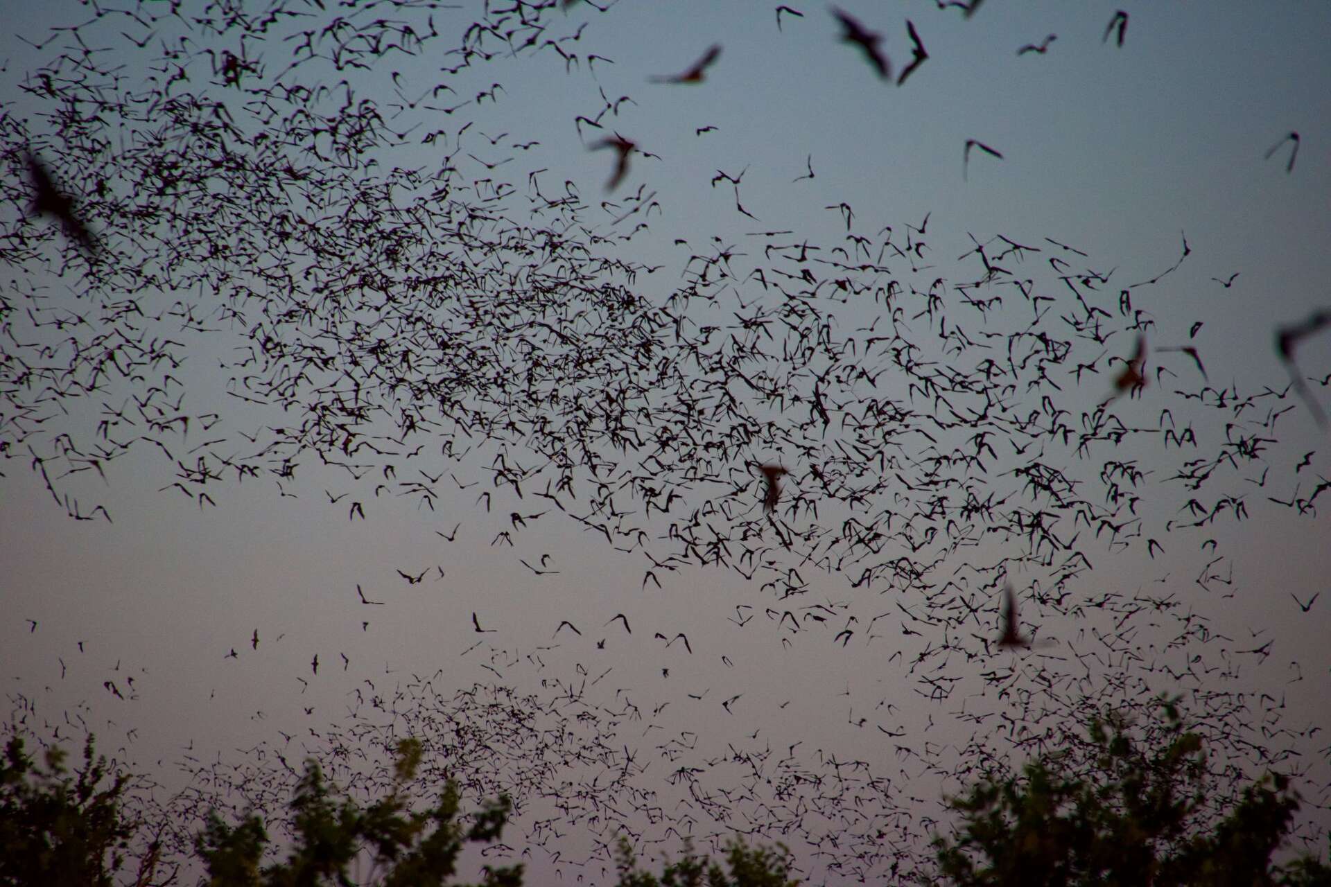 Mother bats take flight with newborns for the first time at Bracken Cave