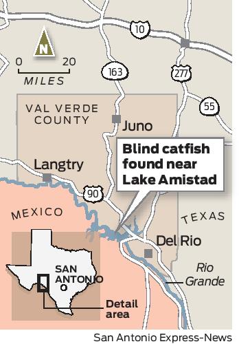 Rare eyeless catfish from Mexico found in Texas cave