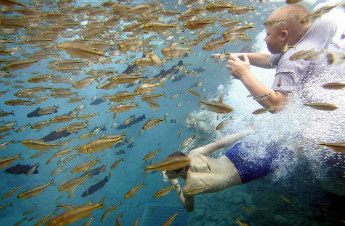 Texas' ultimate swimming pool, Balmhorea State Park takes desert diving ...