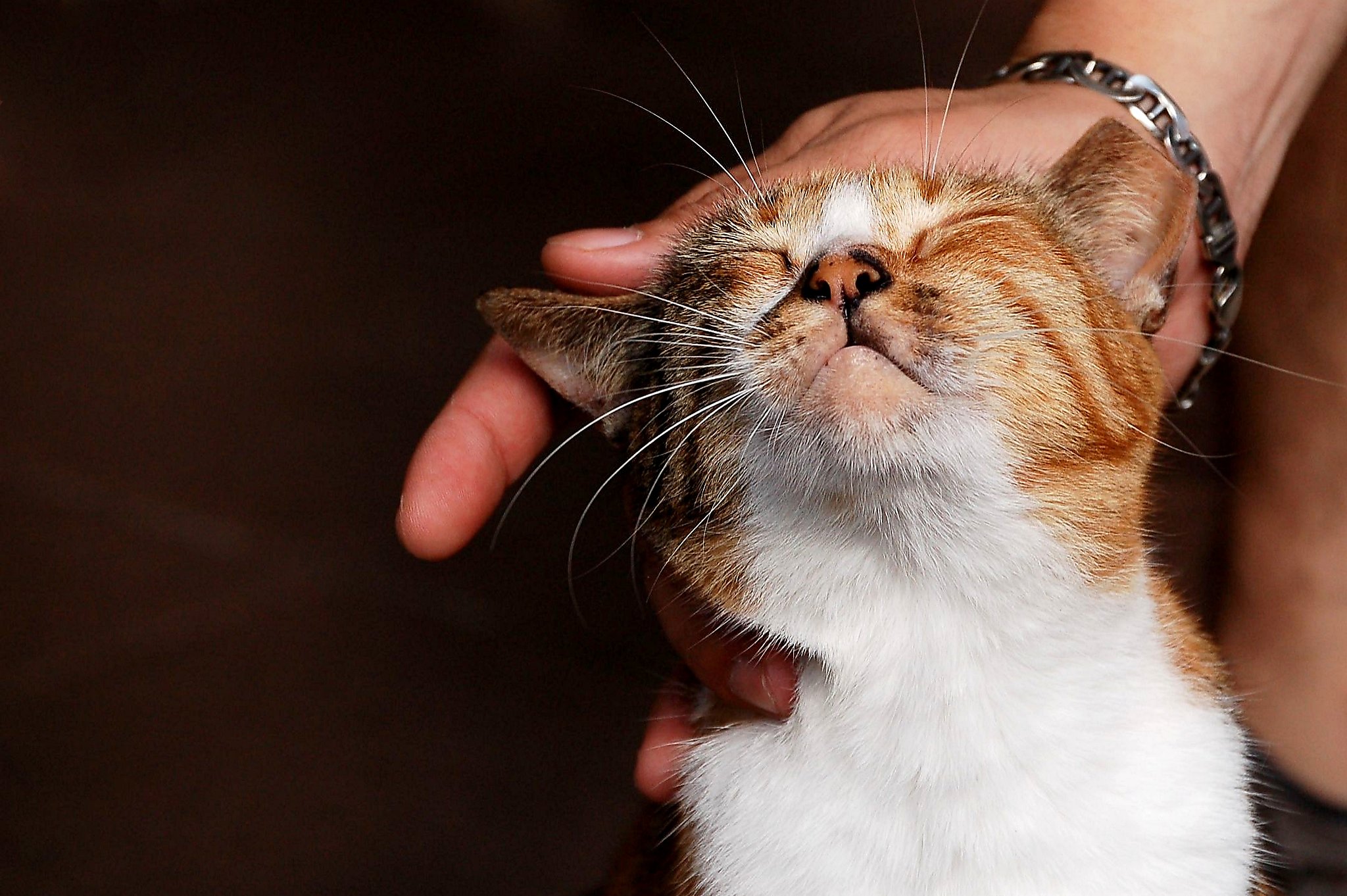 Why you should own a cat, according to science