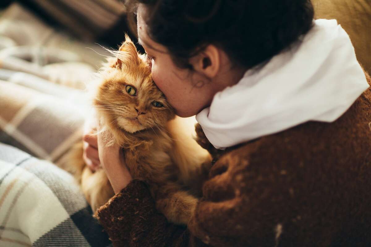 Cats actually like people, says new university study