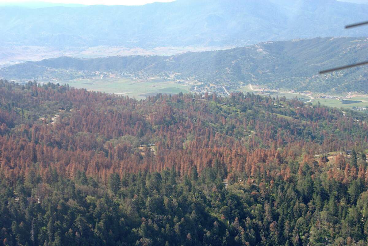 ‘Unprecedented’: More than 100 million trees dead in California