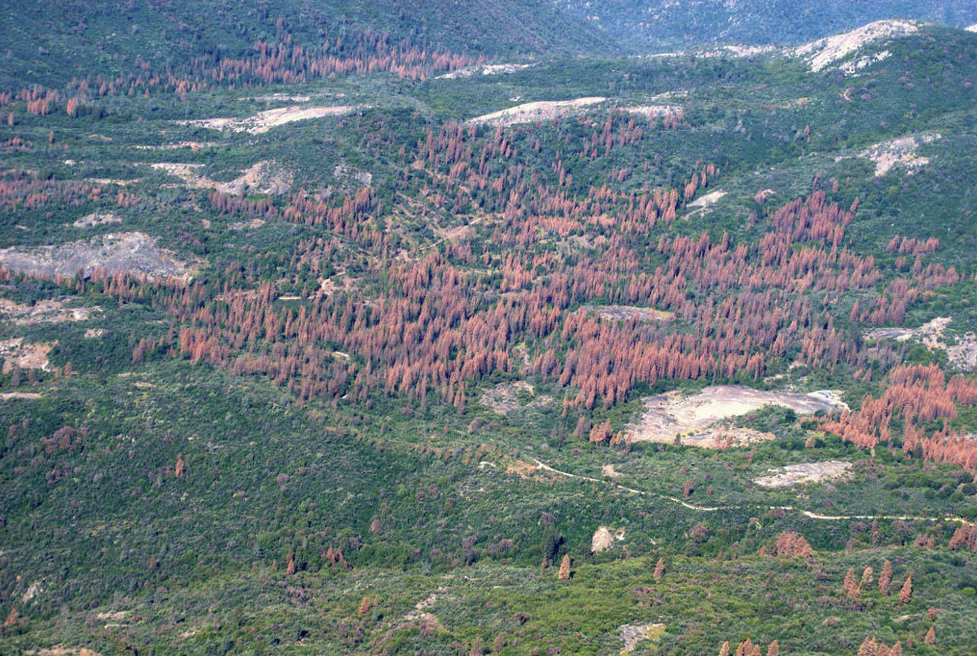 ‘Unprecedented’: More than 100 million trees dead in California