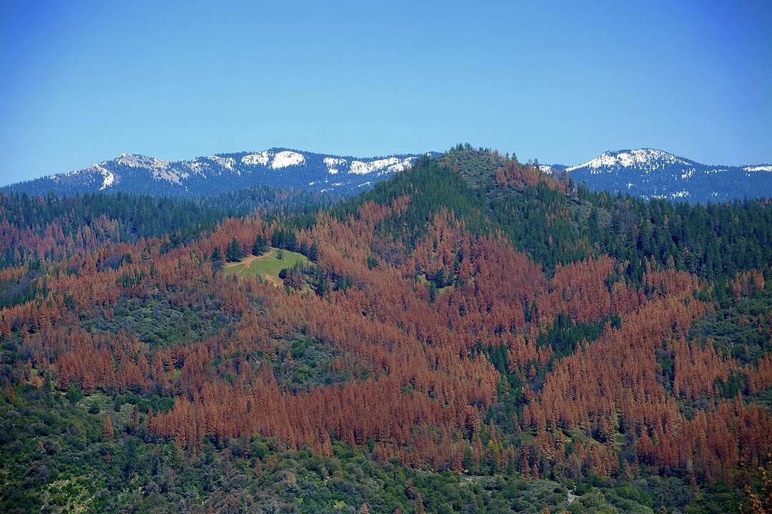 ‘Unprecedented’: More than 100 million trees dead in California