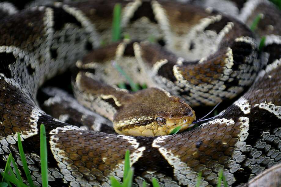 American Canyon teen bitten by deadly snake in Belize - SFGate