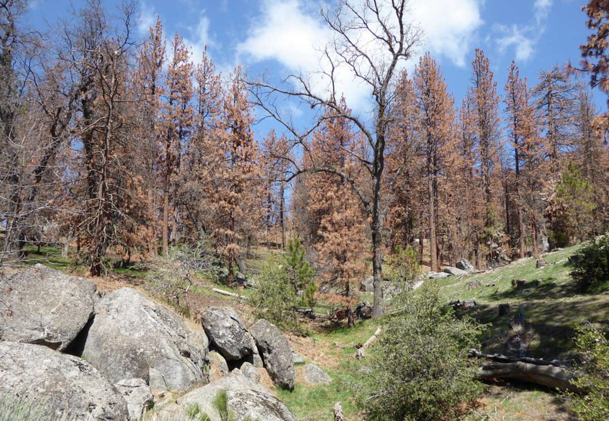 ‘Unprecedented’: More than 100 million trees dead in California