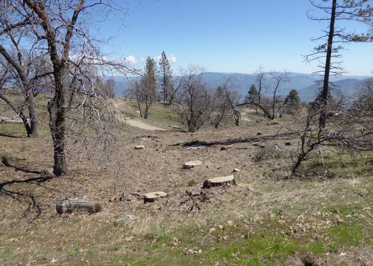 ‘Unprecedented’: More than 100 million trees dead in California