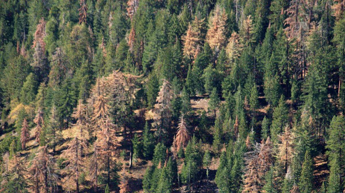 ‘Unprecedented’: More than 100 million trees dead in California