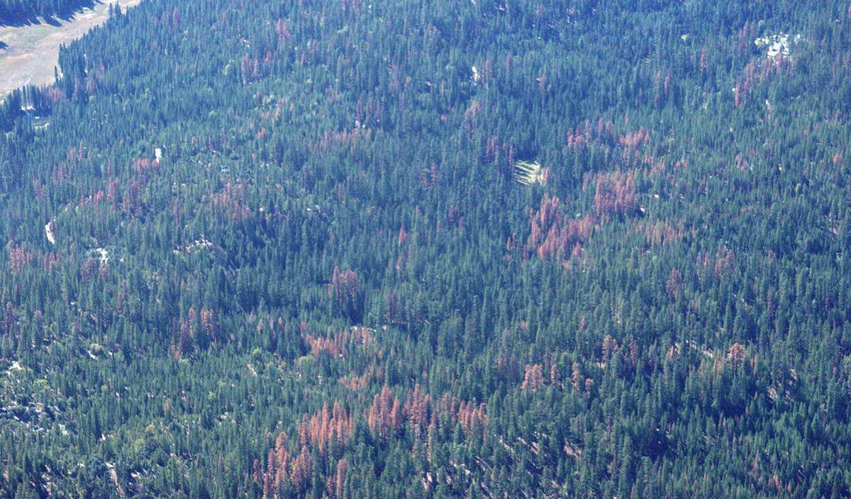 ‘Unprecedented’: More than 100 million trees dead in California