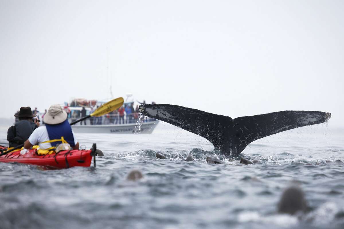 On a canoe or kayak, path to paradise is paddle-powered