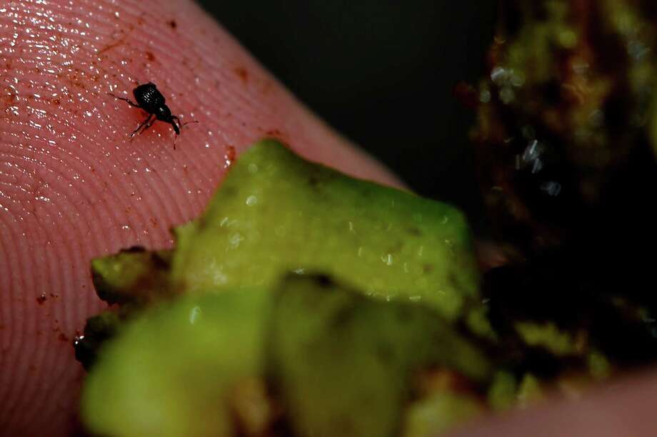 State agency deploys salvinia-devouring weevils - Beaumont Enterprise