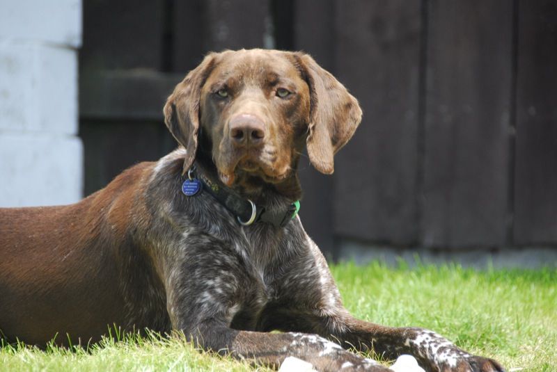 Connecticut dog breeds competing in 2018 Westminster Dog Show