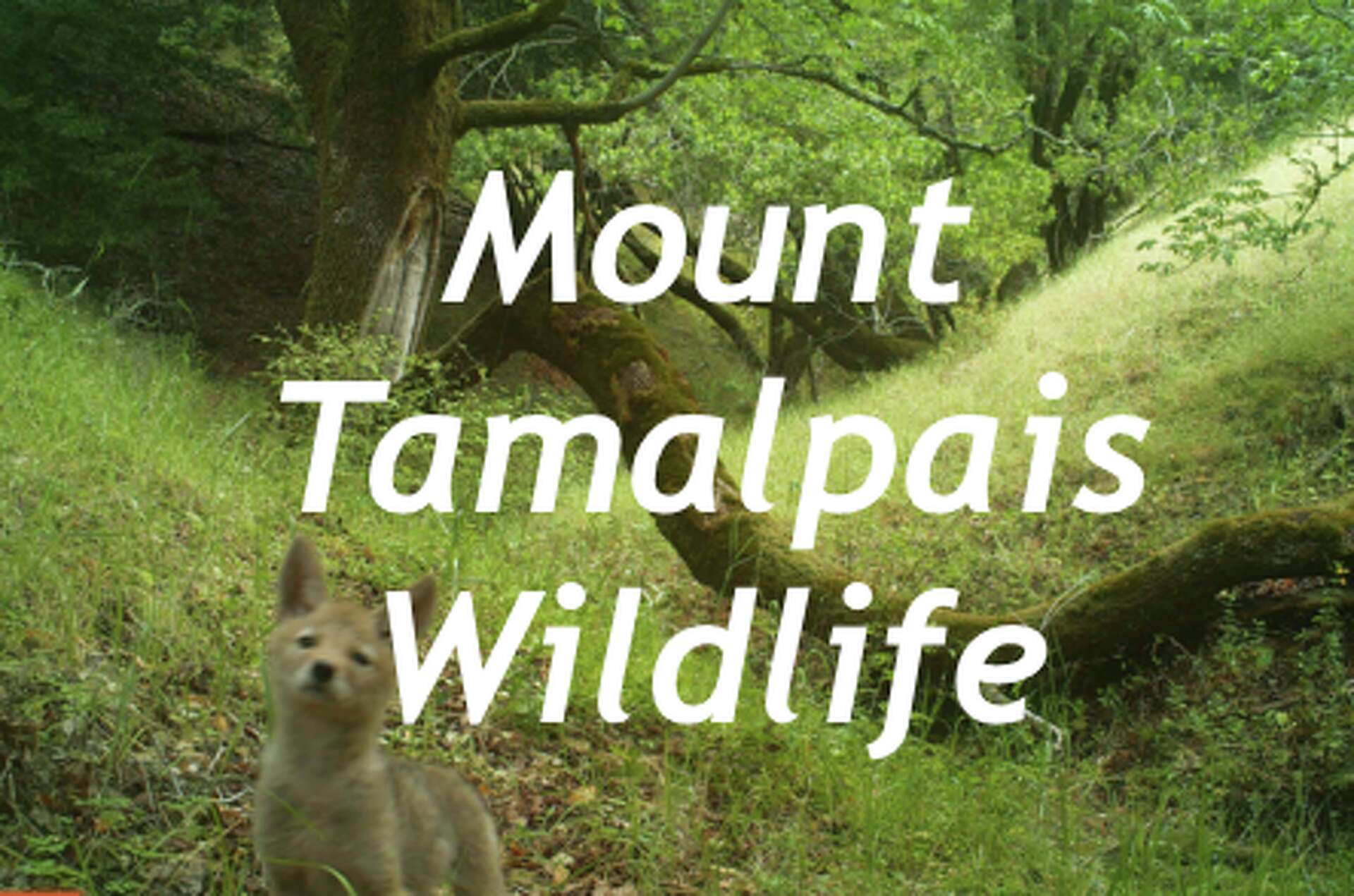 Bobcat takes a 'selfie' above Golden Gate Bridge