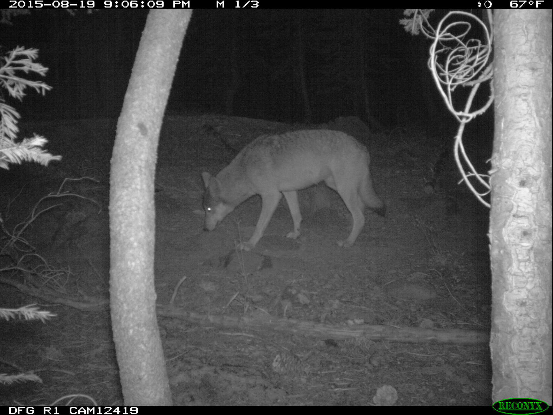 Another apparent wolf sighting in California brings delight, fear