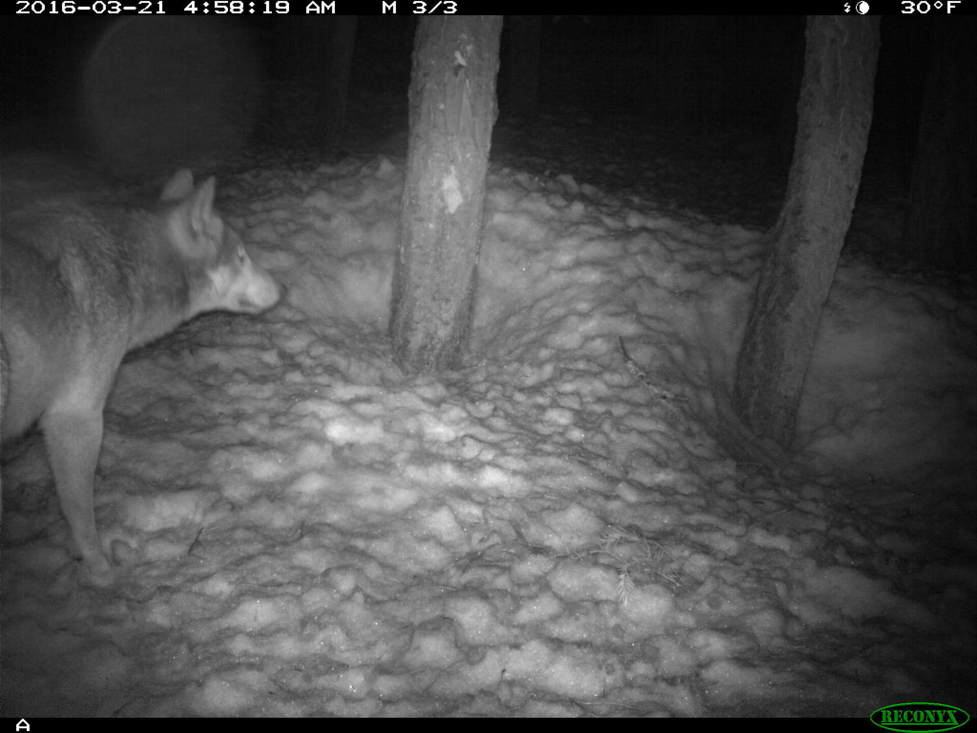 Another apparent wolf sighting in California brings delight, fear
