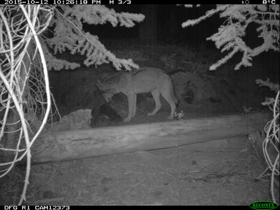 Another apparent wolf sighting in California brings delight, fear