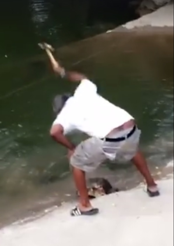 TPWD: Man in graphic video confesses to hammering turtle to death on ...