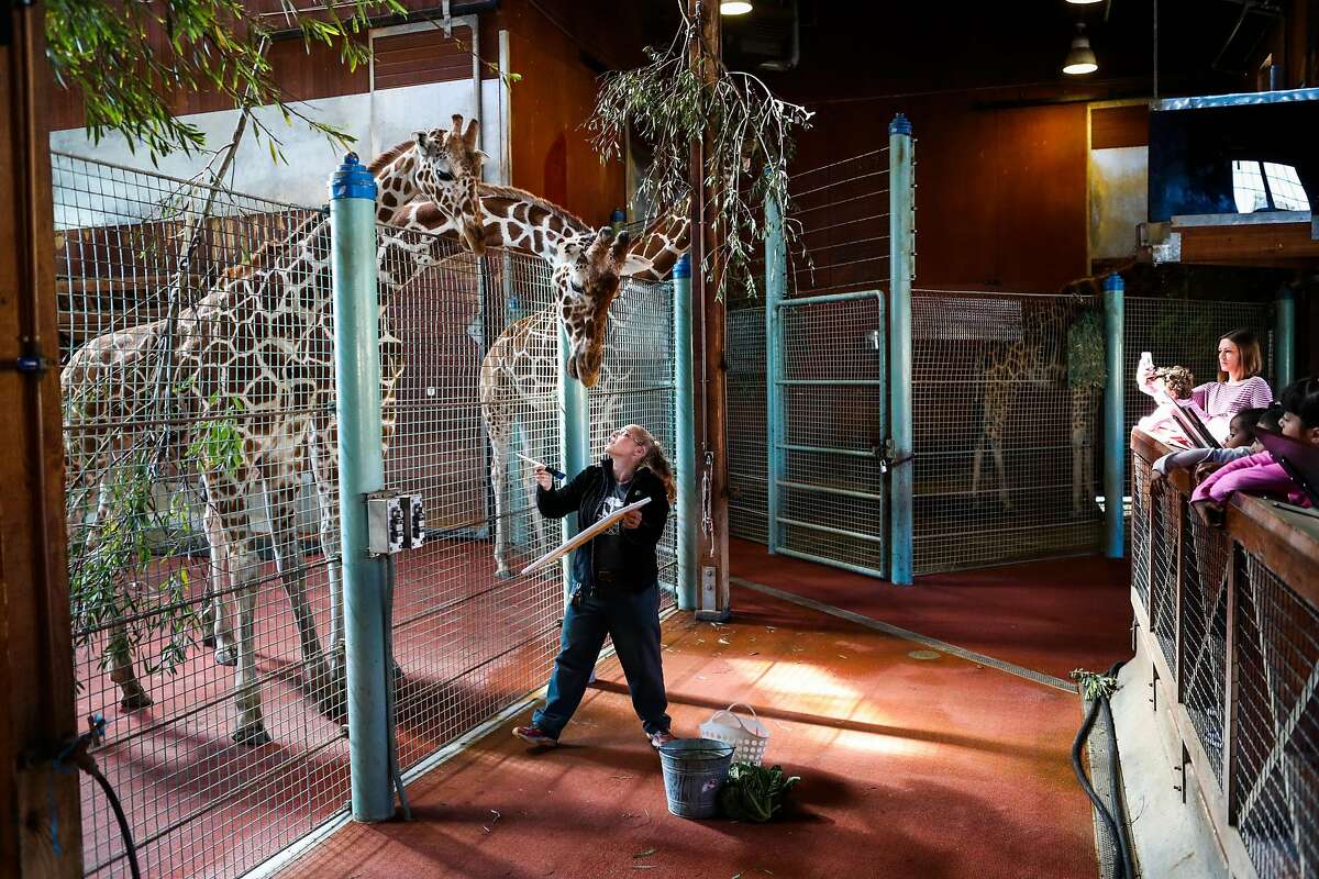 Wild beasts are painting at the San Francisco Zoo