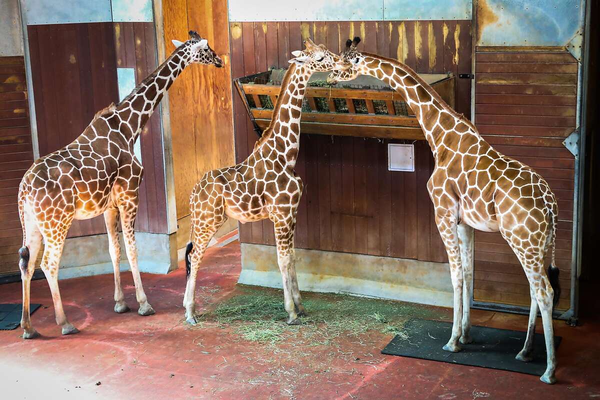 Wild beasts are painting at the San Francisco Zoo