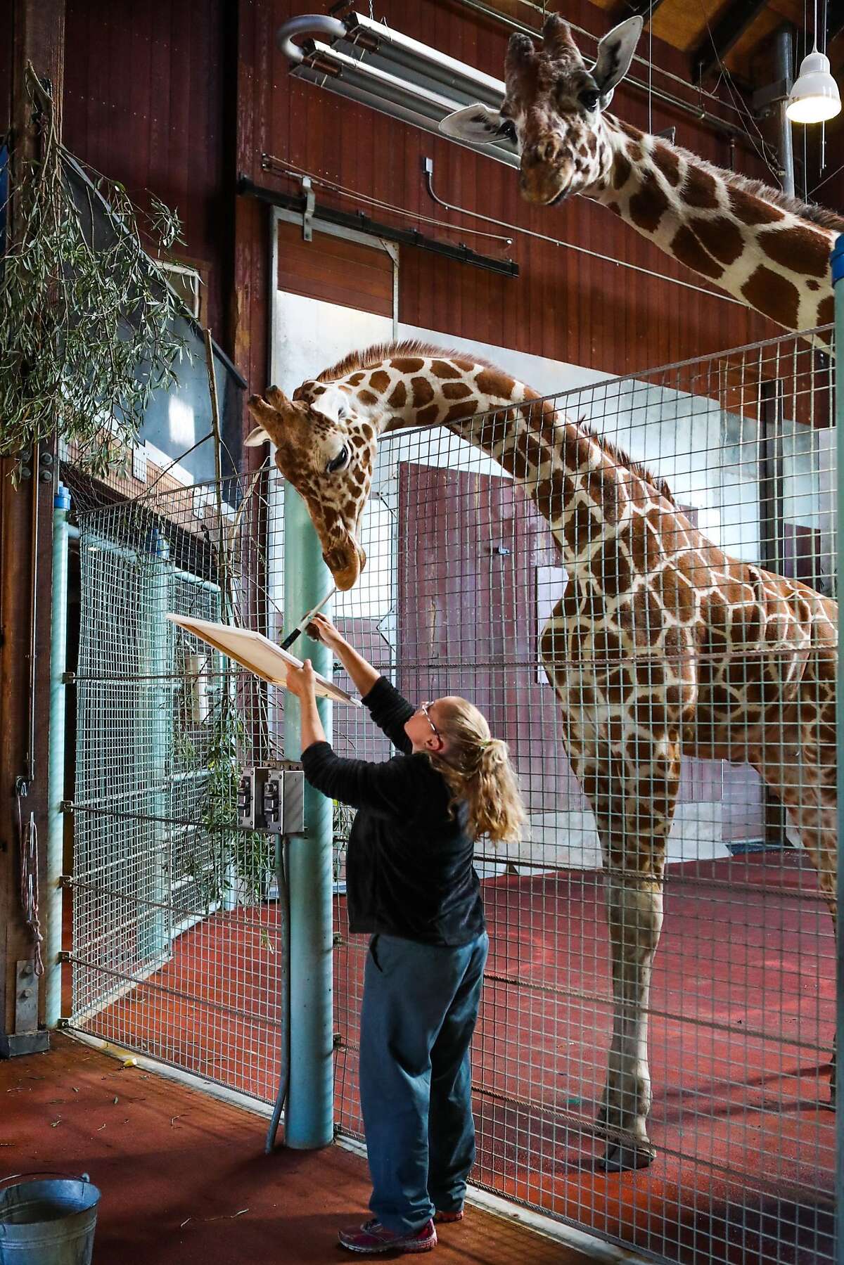Wild beasts are painting at the San Francisco Zoo